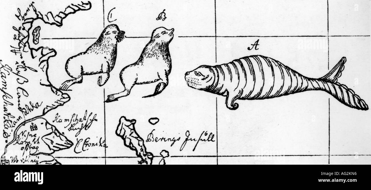 Hydrodamalis gigas Banque de photographies et d’images à haute ...