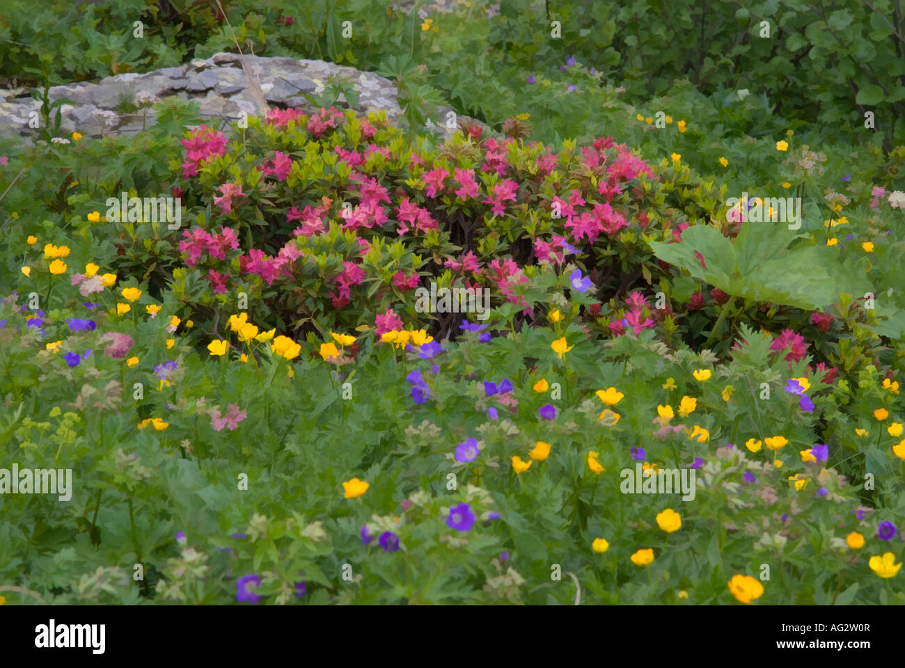 Photoshop texture couleur Banque de photographies et d’images à haute ...