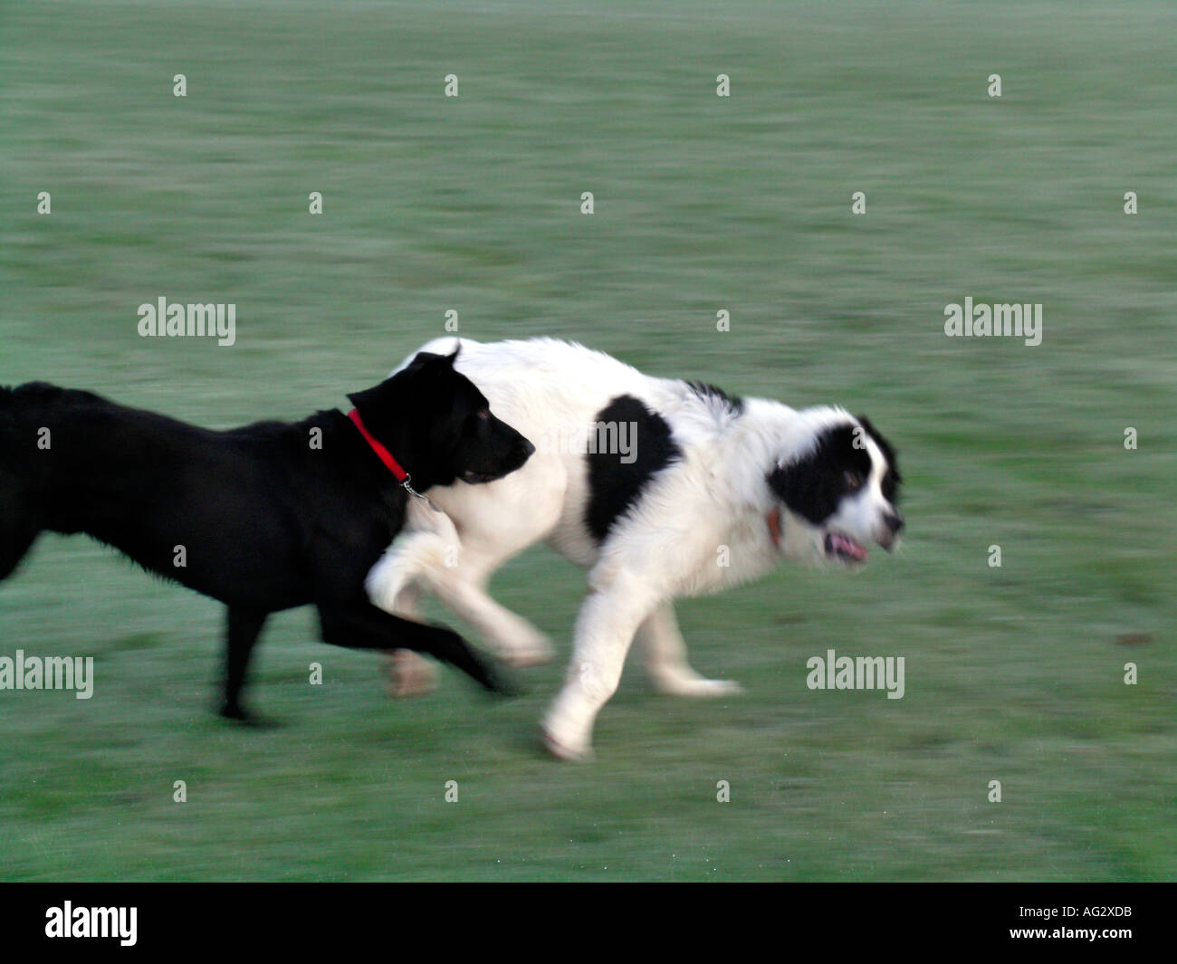 Breed landseer Banque de photographies et d’images à haute résolution ...