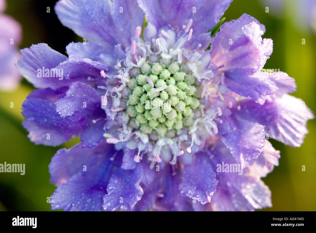 Cocarde bleue scabieuse Banque de photographies et d’images à haute ...