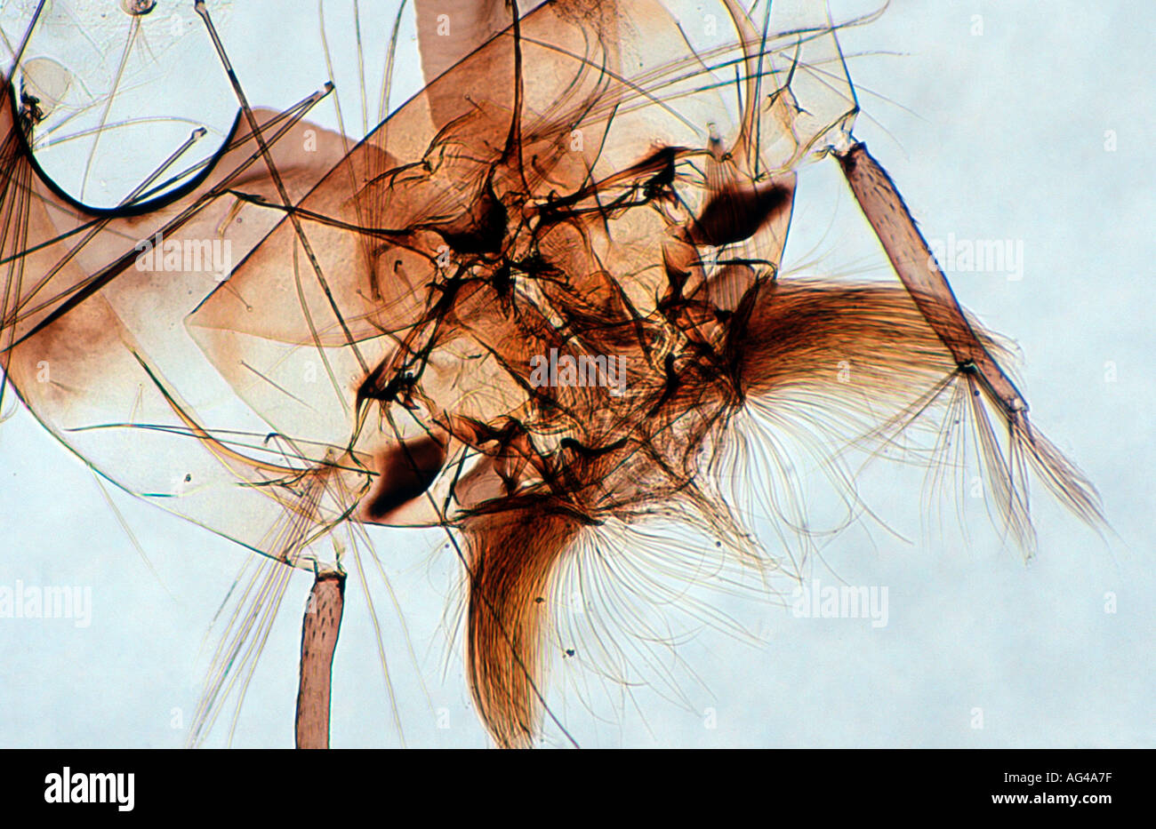 Anatomie des insectes Banque de photographies et d’images à haute ...