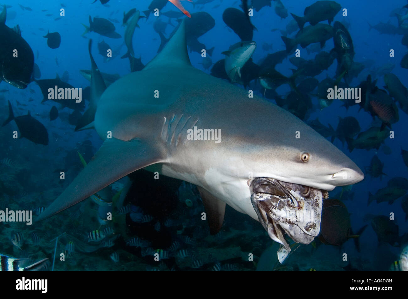 Bull Shark (Carcharhinus leucas) photographié dans le récif de requin une zone protégée à ...