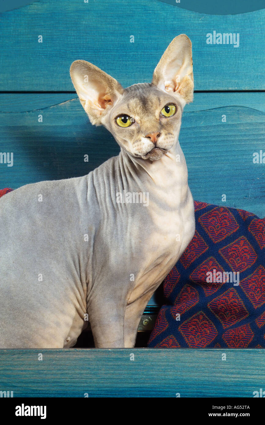Sphinx hairless cats Banque de photographies et d’images à haute ...