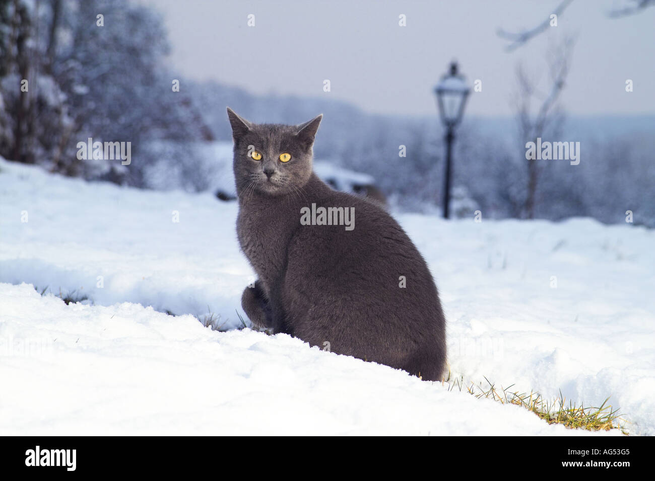 Chat chartreux Banque de photographies et d’images à haute résolution ...