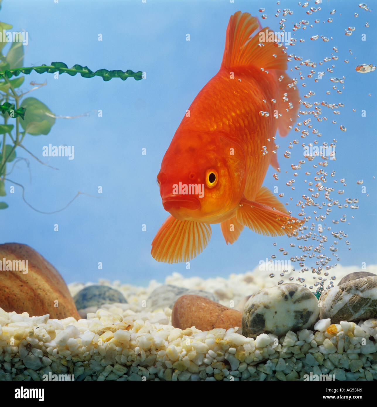 Bulle de poisson rouge Banque de photographies et d’images à haute ...