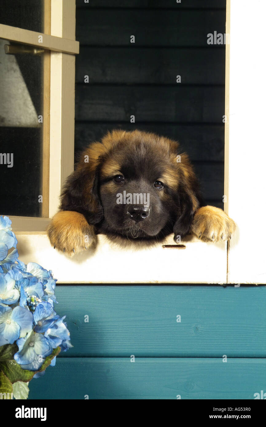Leonberger puppy Banque de photographies et d’images à haute résolution ...