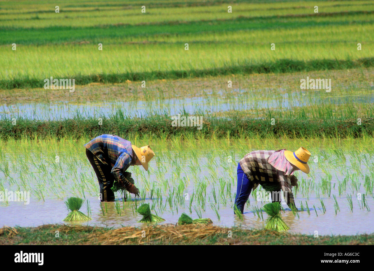Les travailleurs agricoles, le repiquage du riz près de Chiang Mai dans ...