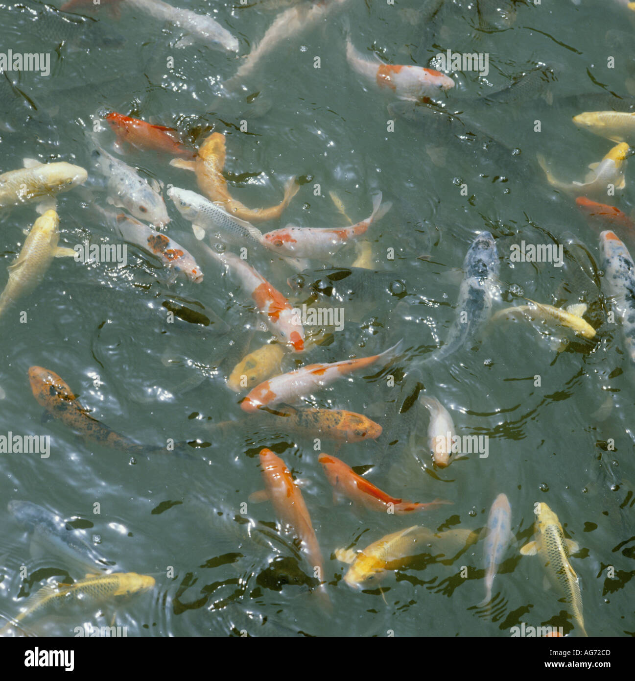 Carpes japon Banque de photographies et d’images à haute résolution - Alamy