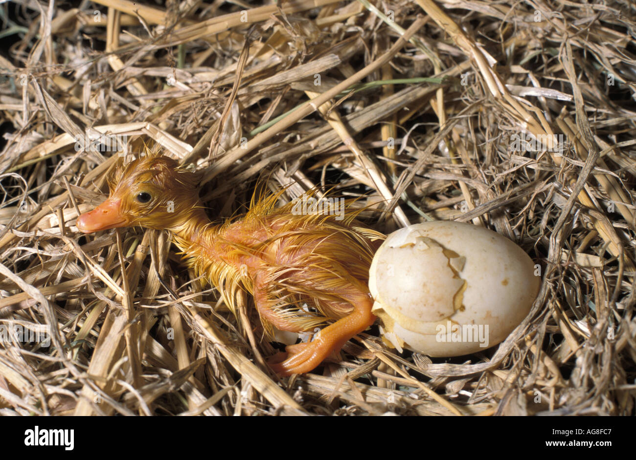 Anas sp Banque de photographies et d’images à haute résolution - Alamy