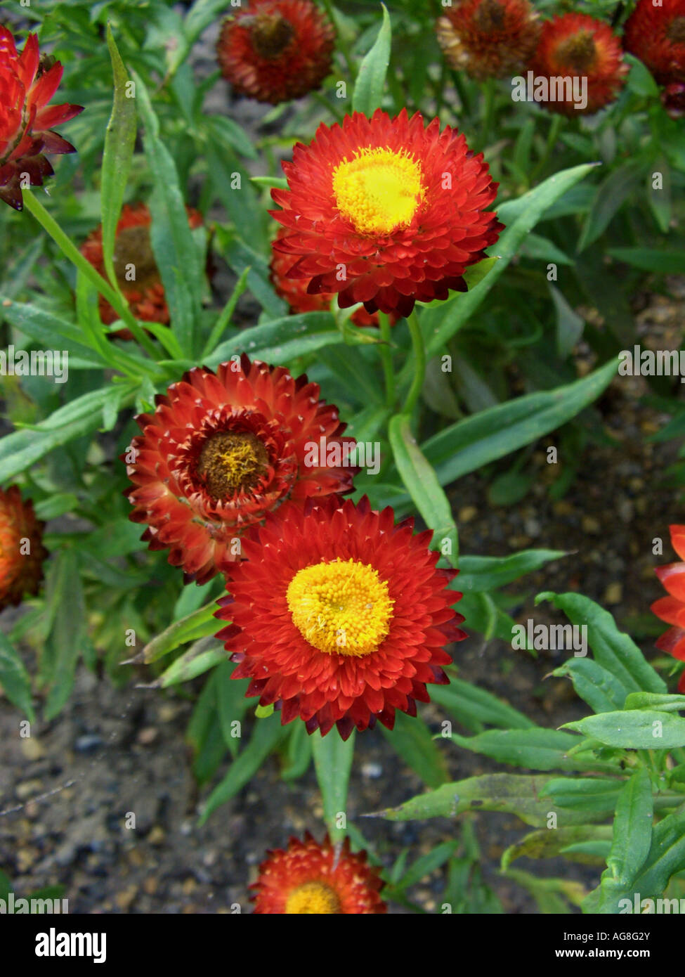 Bikini helichrysum bracteatum Banque de photographies et d’images à ...