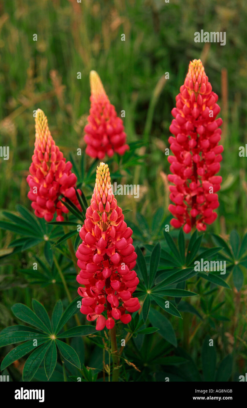 Lupin lupinus spec Banque de photographies et d’images à haute ...