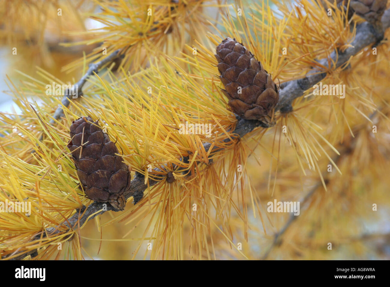 Larch cones Banque de photographies et d’images à haute résolution - Alamy