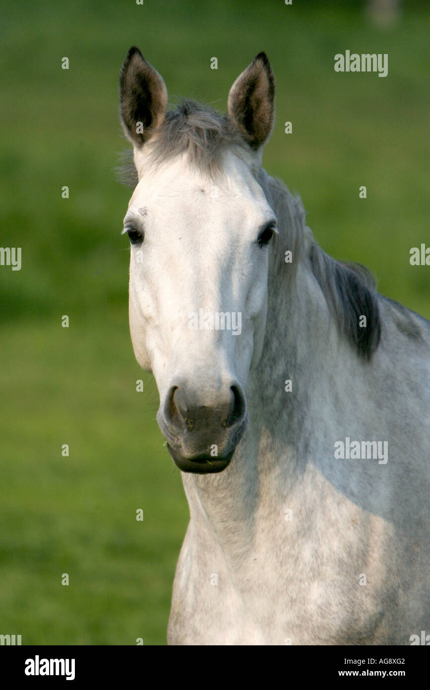 Cheval gris pommelé Banque de photographies et d’images à haute ...