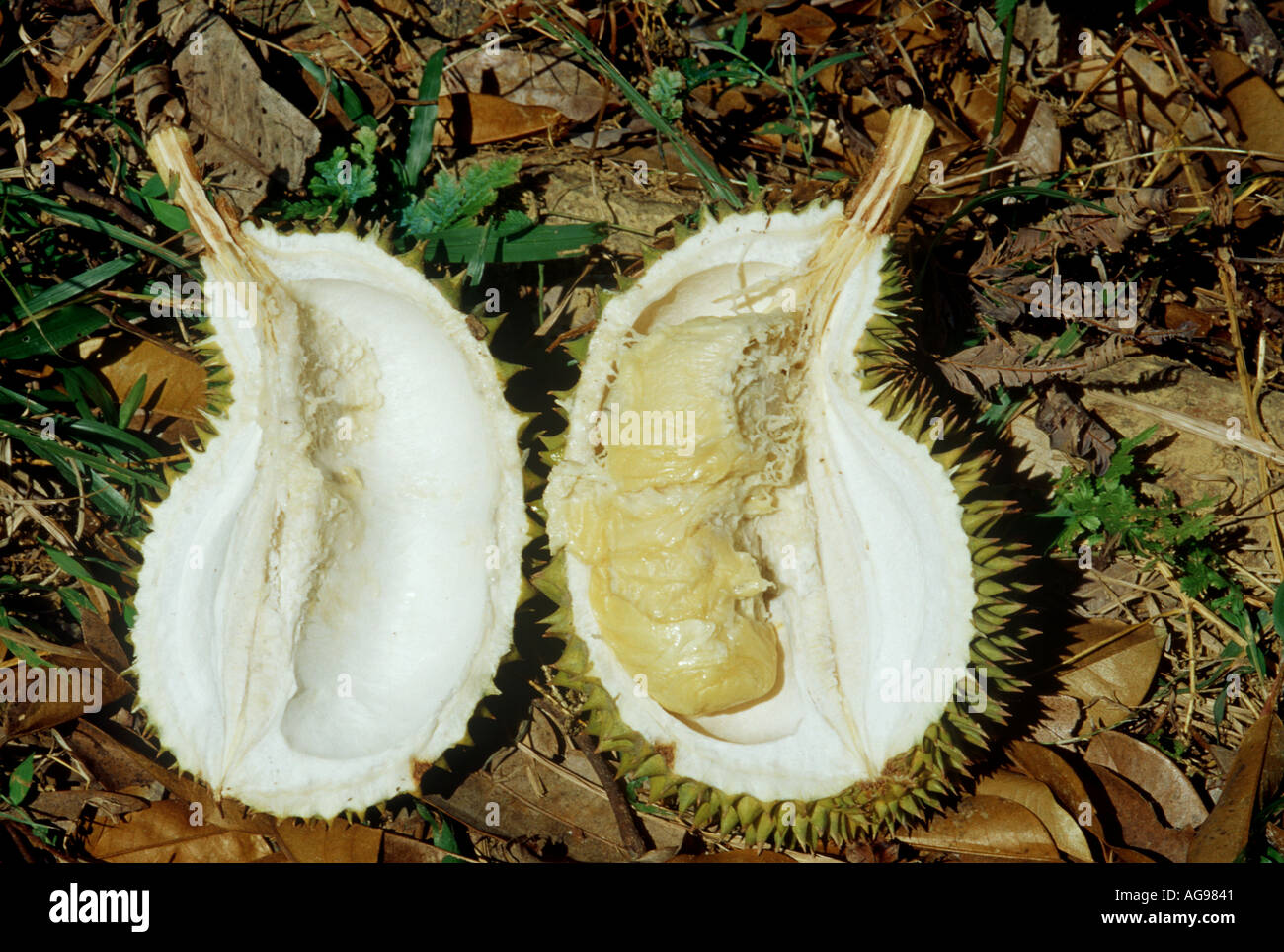 Arbres durian Banque de photographies et d’images à haute résolution ...