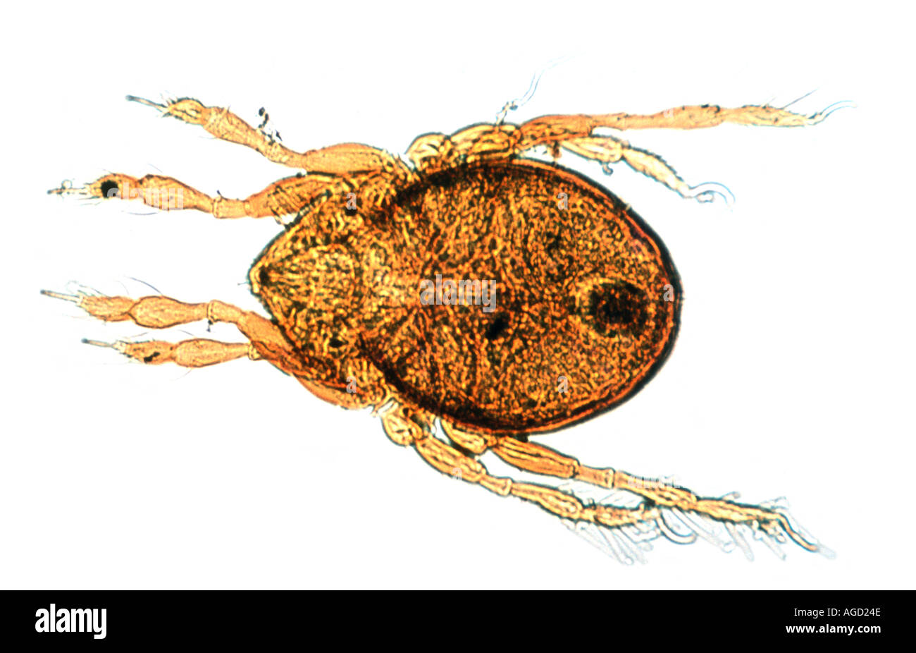 Mite Microscope Banque d'image et photos - Alamy
