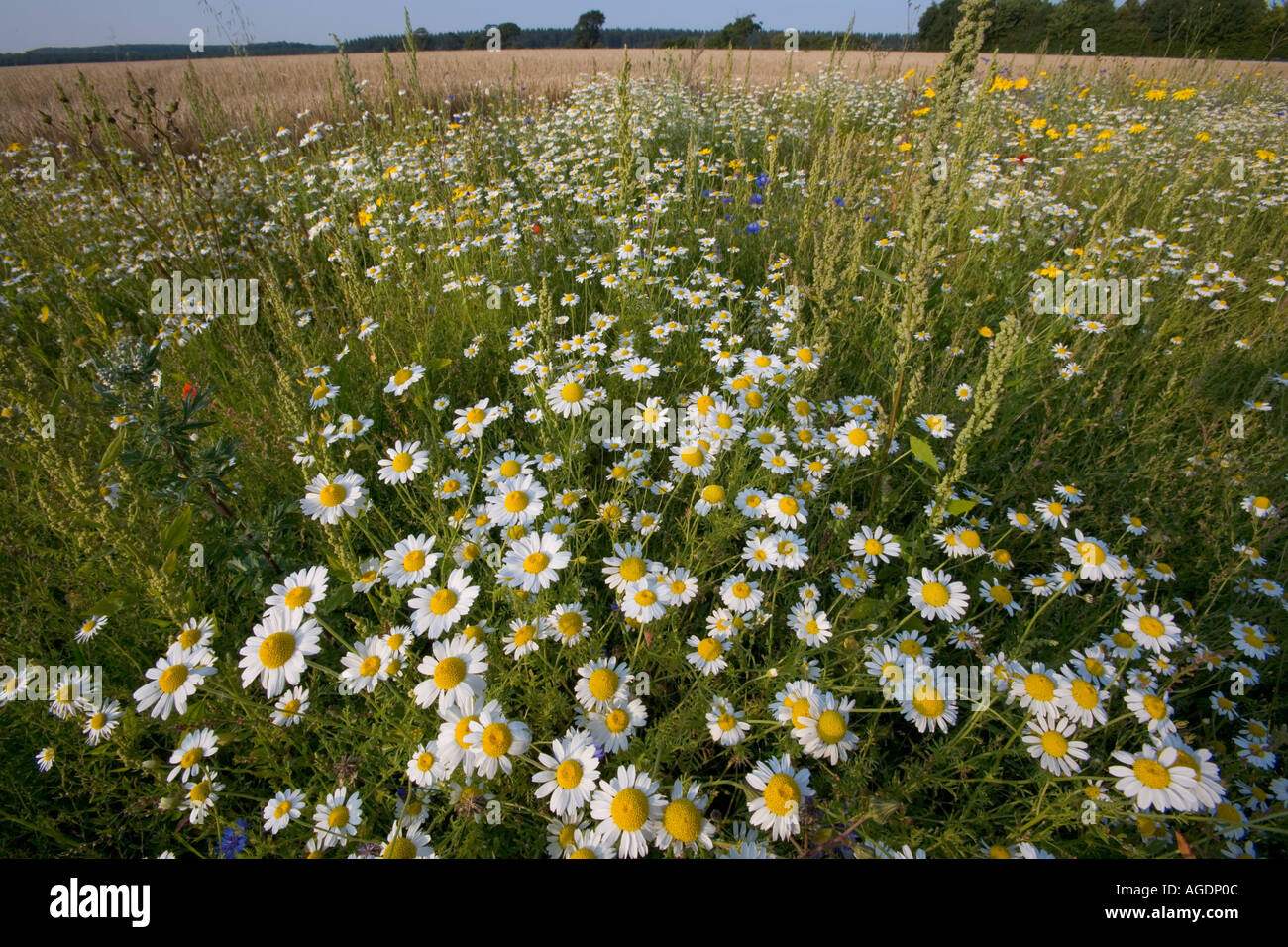 Champ fleuri Banque de photographies et d’images à haute résolution - Alamy
