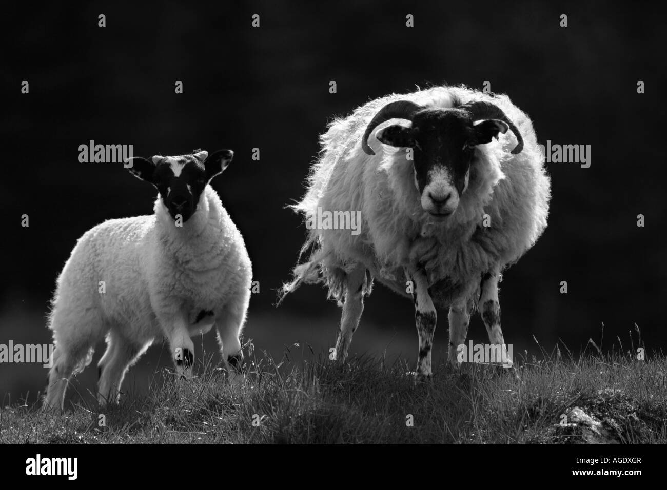 Black faced sheep Banque d'images noir et blanc - Alamy