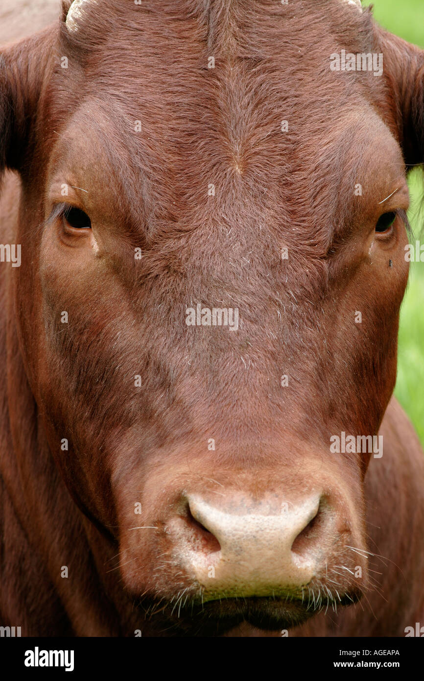 Sussex bull Banque de photographies et d’images à haute résolution - Alamy