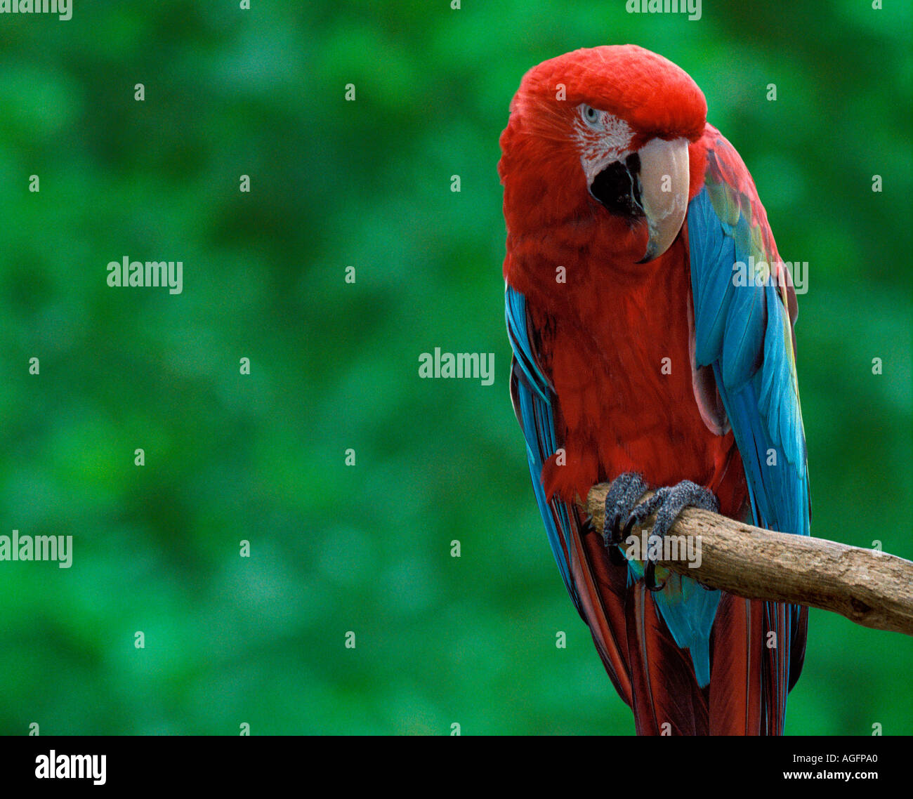 Aras d'amazonie Banque de photographies et d’images à haute résolution ...