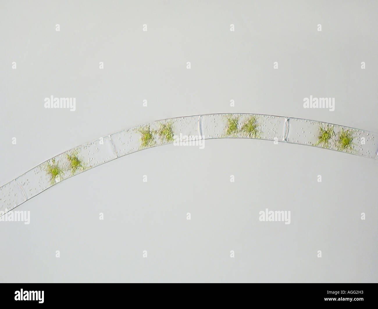 Zygnema microscope Banque de photographies et d’images à haute ...