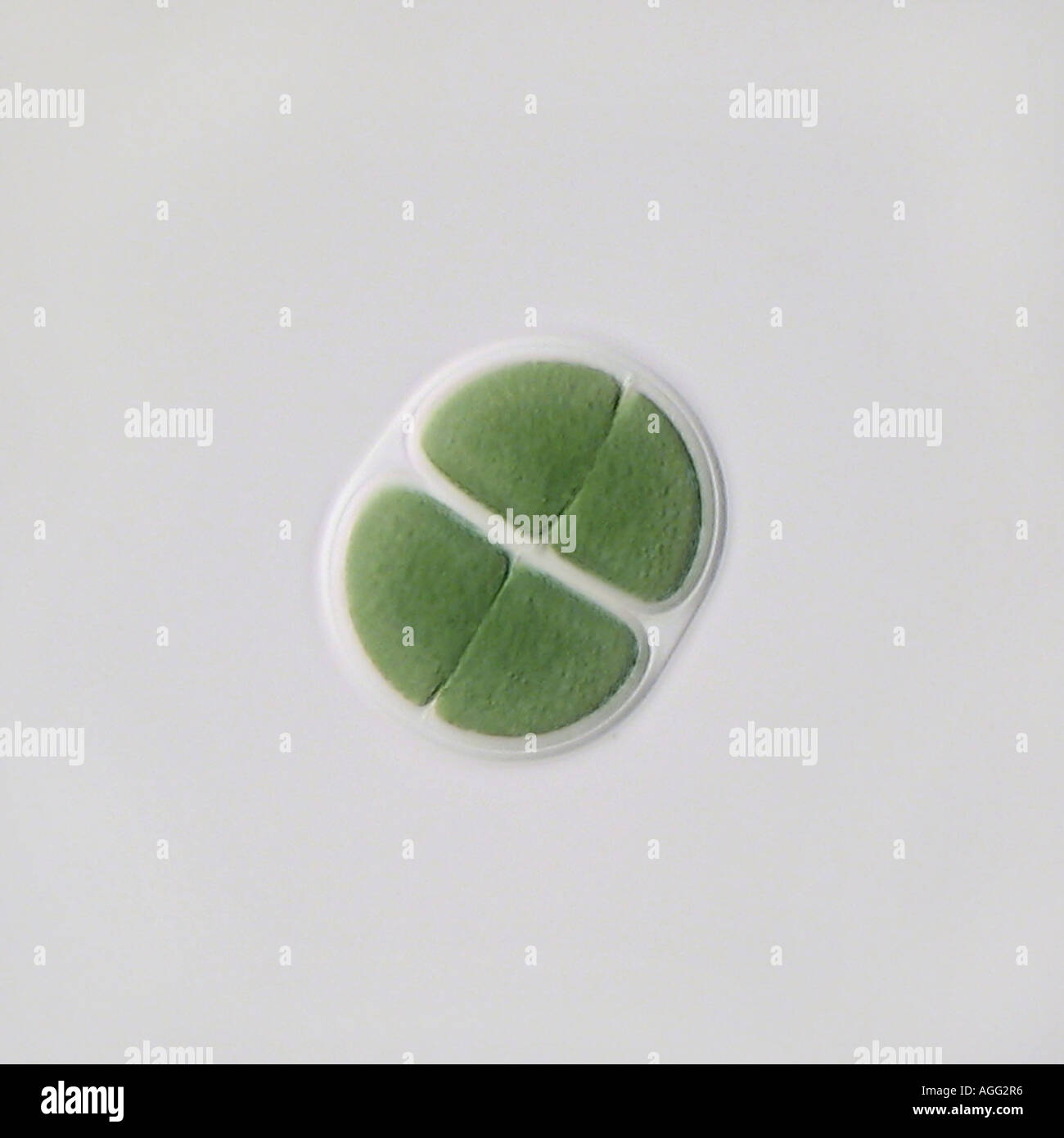 Chroococcus turgidus Banque de photographies et d’images à haute ...