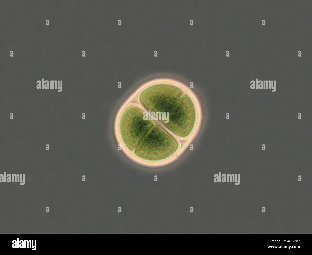 Chroococcus turgidus Banque de photographies et d’images à haute ...