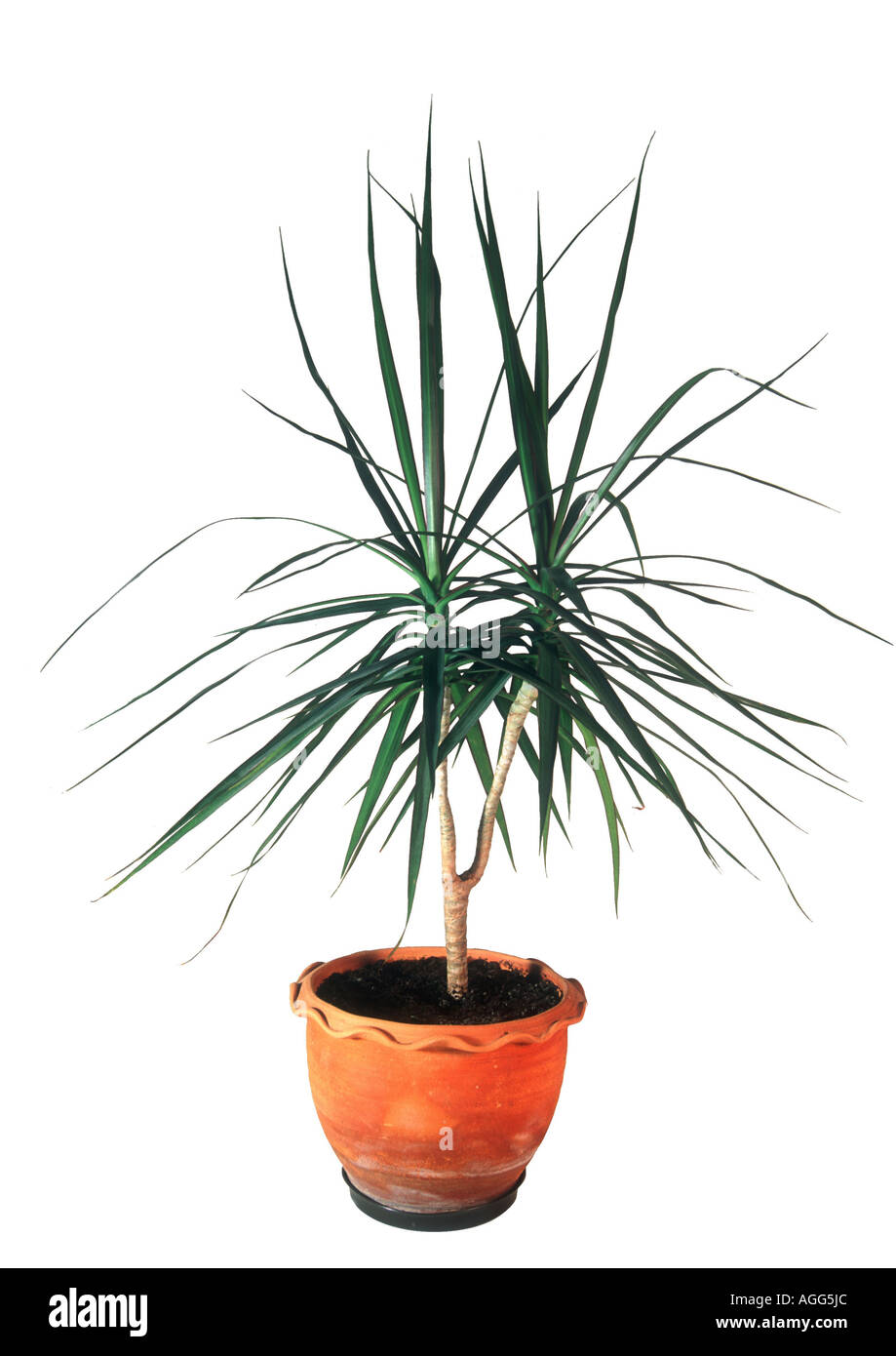 Arbre dragon dracaena marginata Banque de photographies et d’images à ...