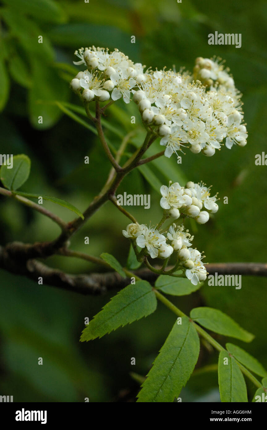 Rowan sorbus aucuparia rosaceae Banque de photographies et d’images à ...