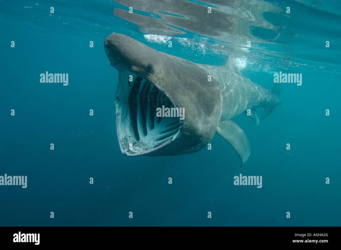 L'alimentation du requin pèlerin au Royaume-Uni Photo Stock - Alamy