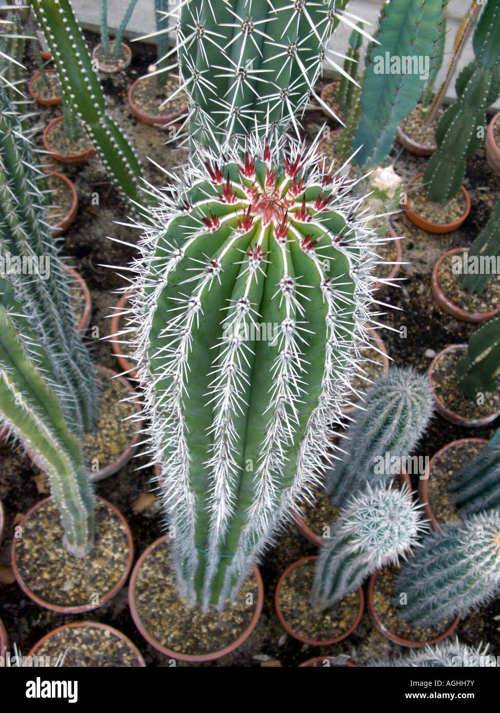 Cardon, Éléphant, Cactus cactus géant mexicain (Pachycereus pringlei ...