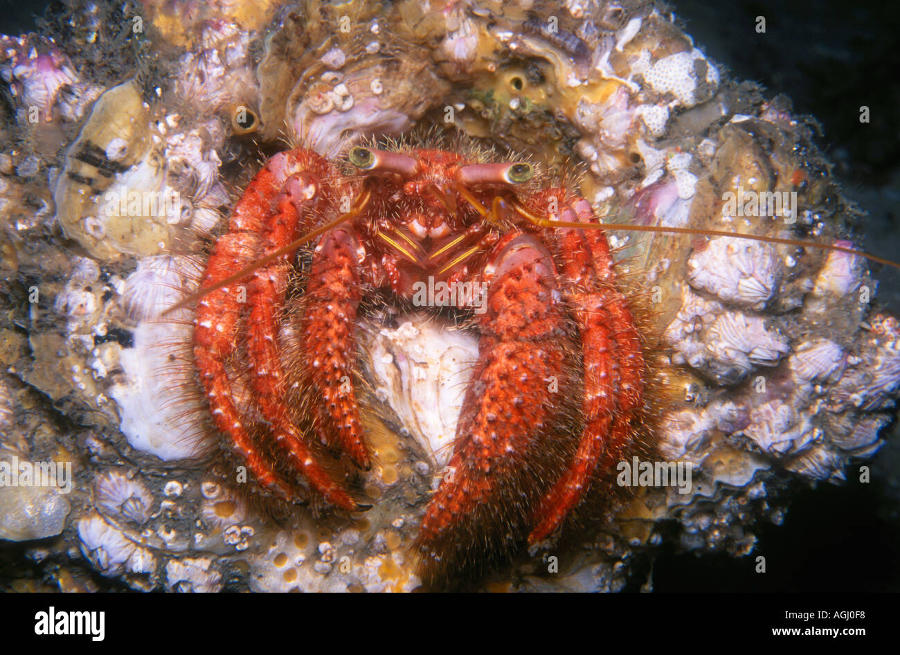 Crabe ermite rouge poilu Banque de photographies et d’images à haute ...