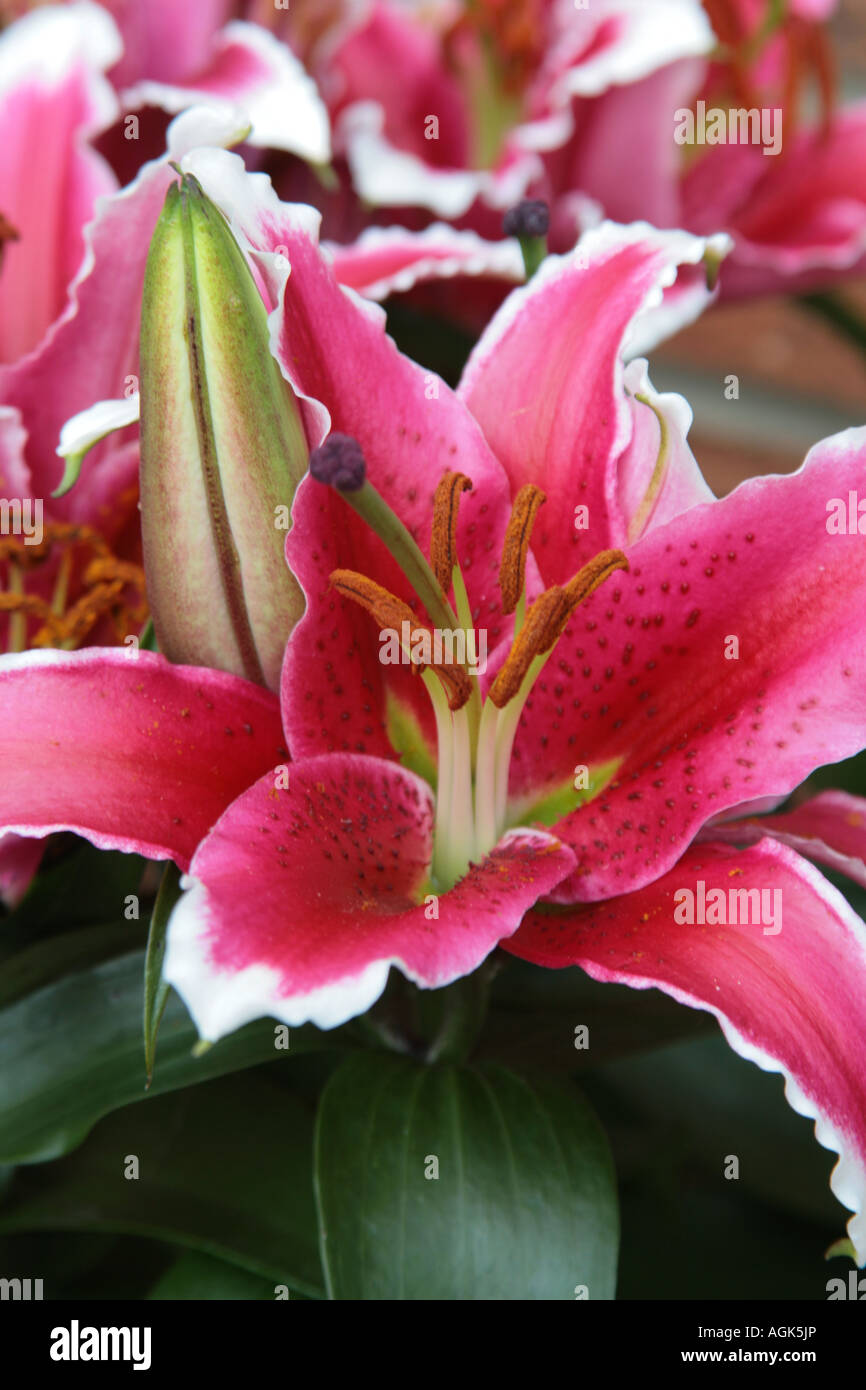 Lys rouge Banque de photographies et d’images à haute résolution - Alamy