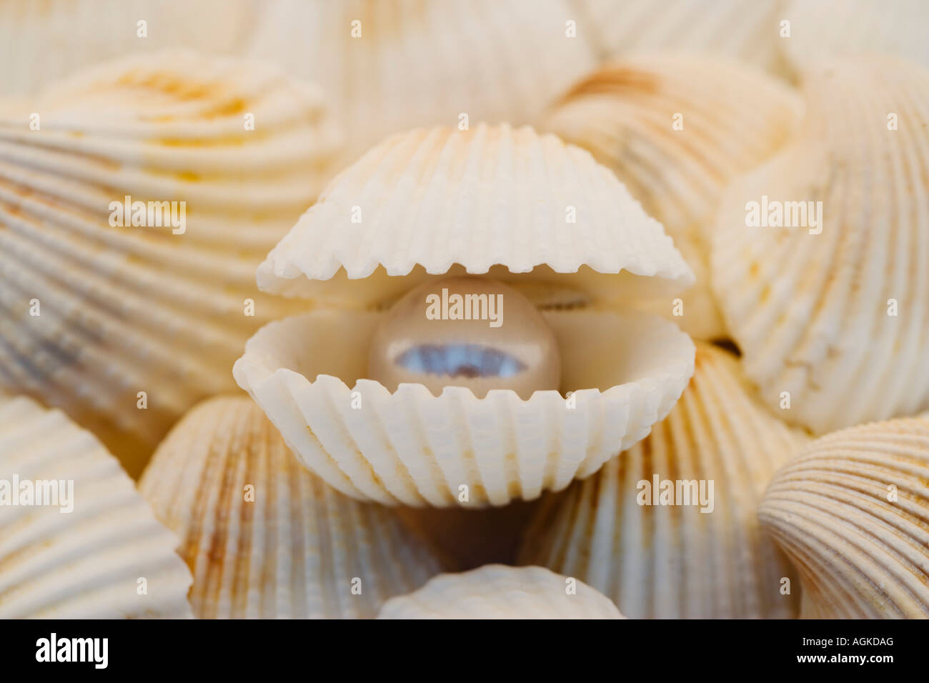 Coquillage avec perle Banque de photographies et d’images à haute ...