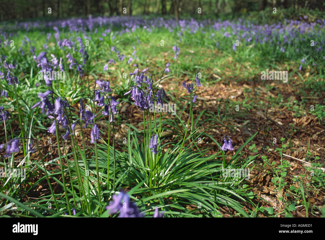 Sherwood spring Banque de photographies et d’images à haute résolution ...
