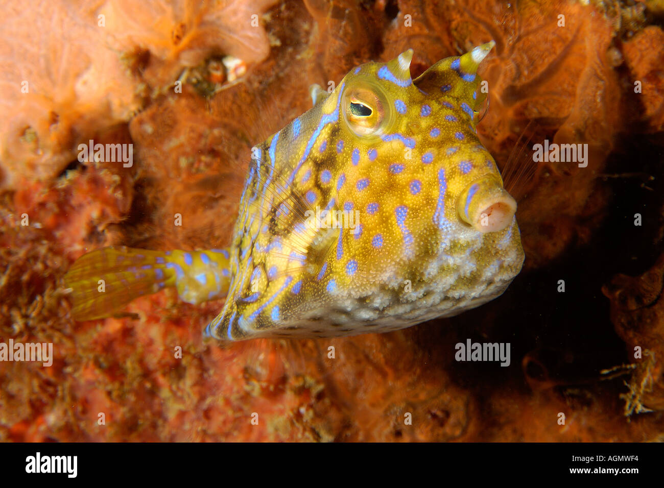 Poissons cornet Banque de photographies et d’images à haute résolution ...