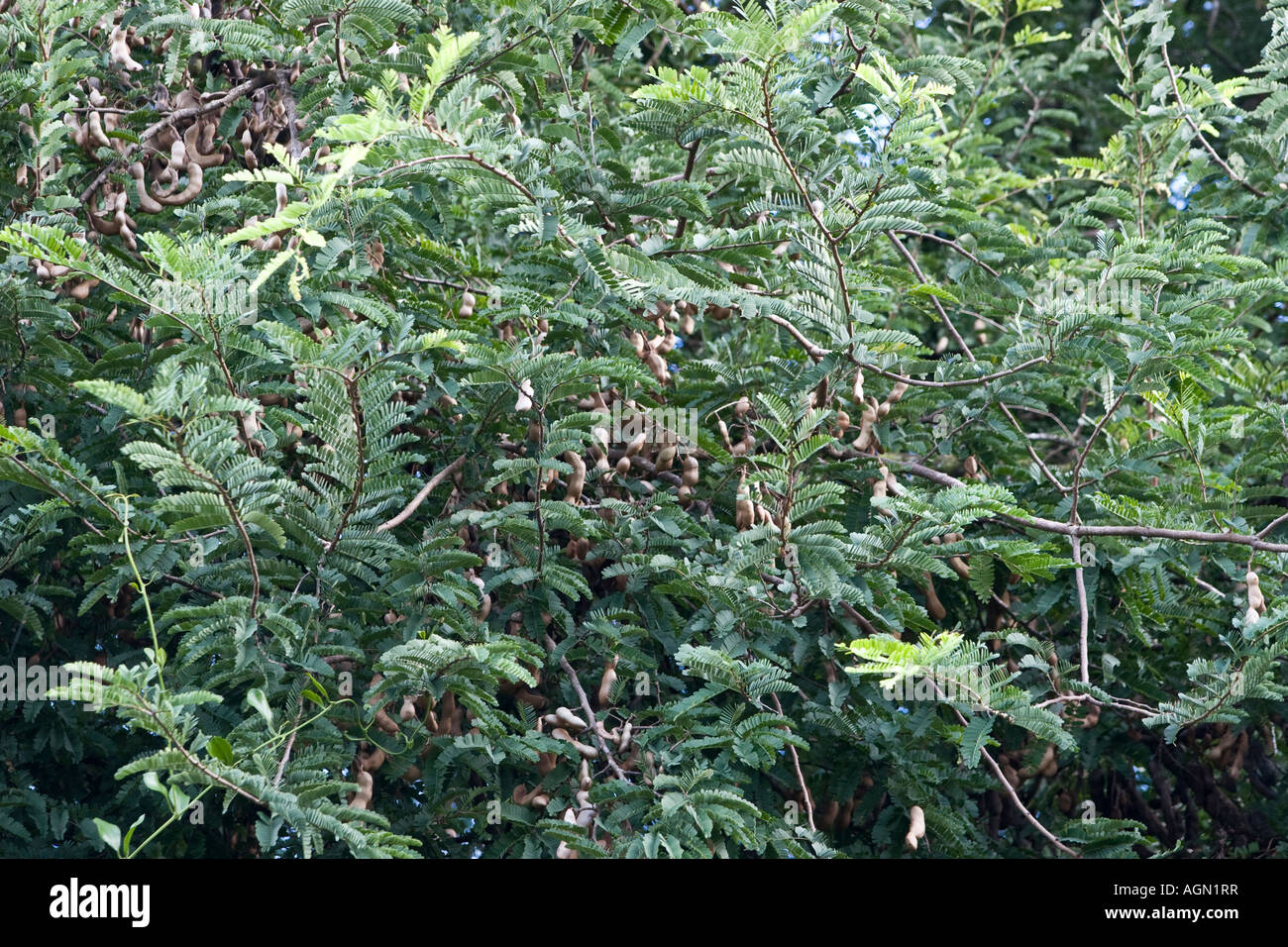 The tamarind tree Banque de photographies et d’images à haute ...