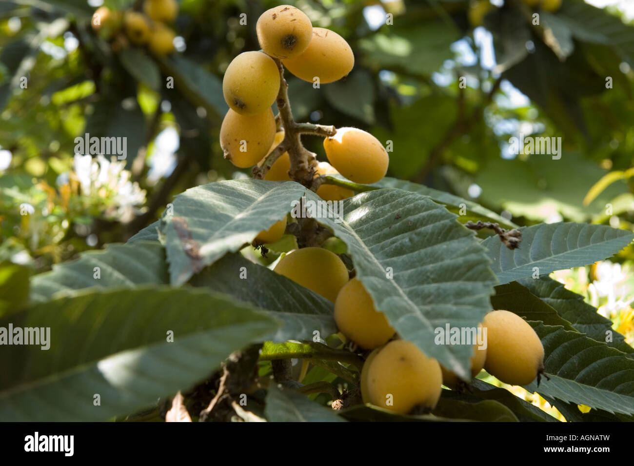 Eriobotrya japonica culture Banque de photographies et d’images à haute ...
