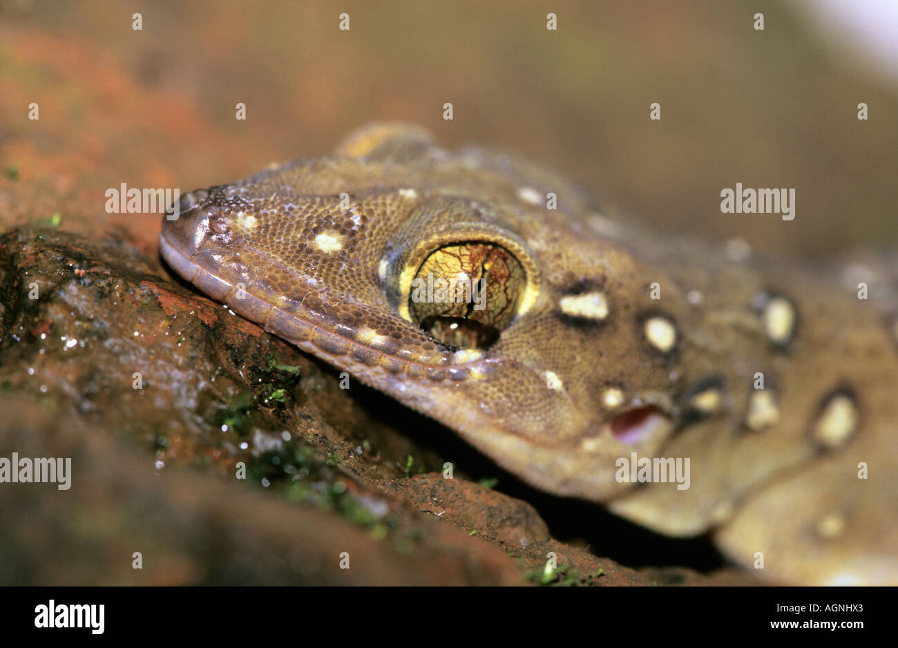 Petit gecko Banque de photographies et d’images à haute résolution - Alamy