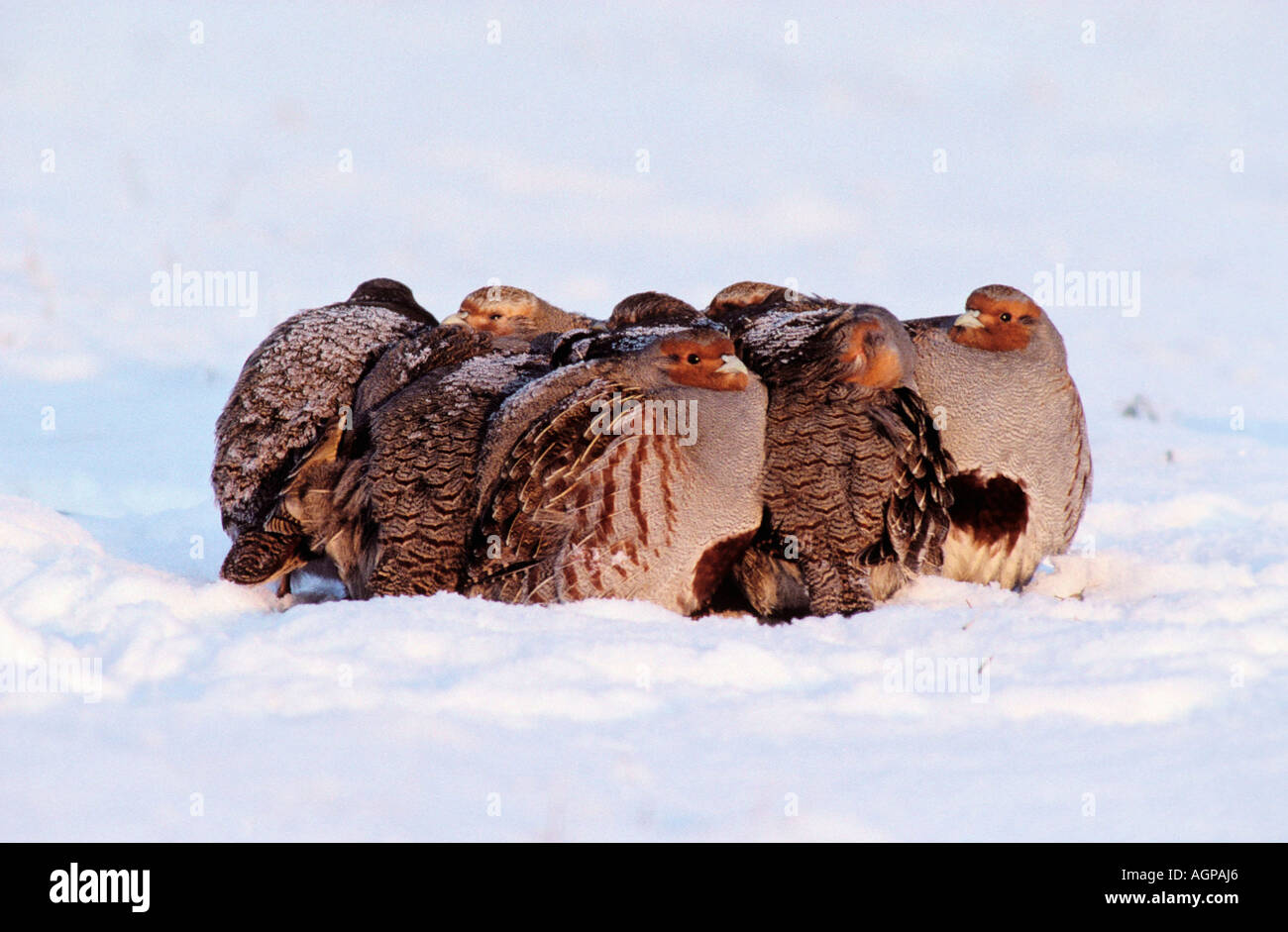 Perdrix vol Banque de photographies et d’images à haute résolution - Alamy