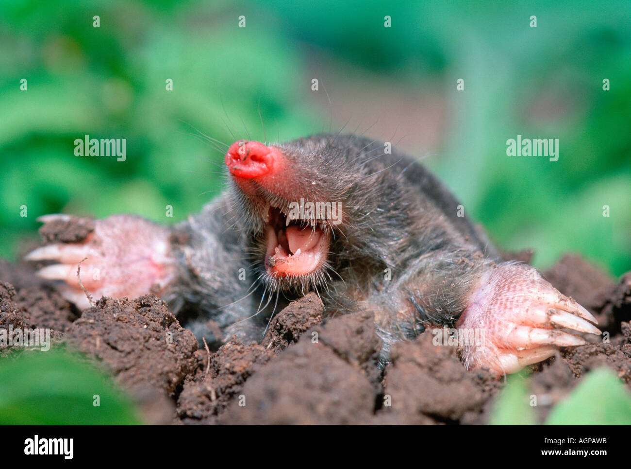 La taupe Banque de photographies et d’images à haute résolution - Alamy