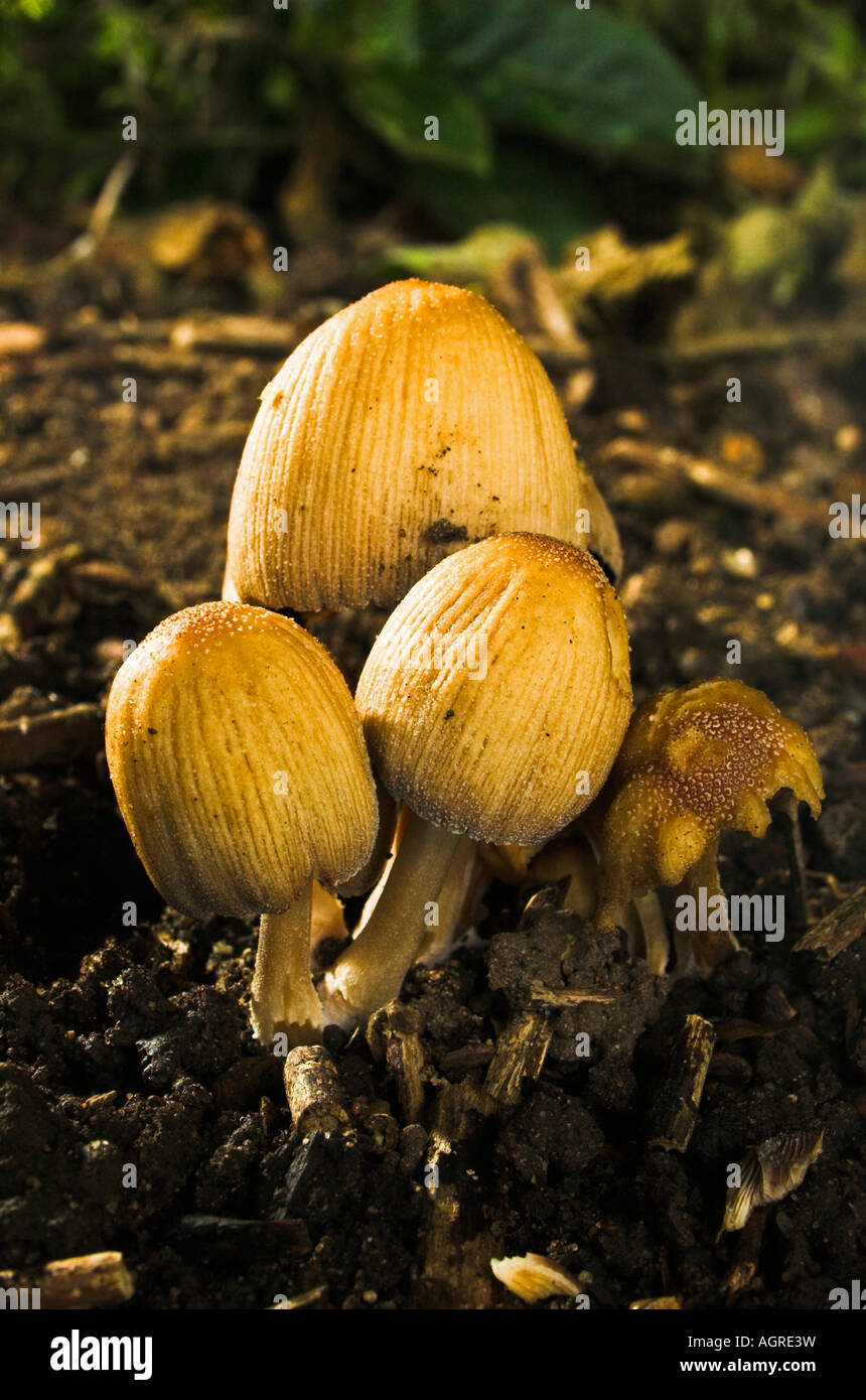 Champignons filamenteux Banque de photographies et d’images à haute ...