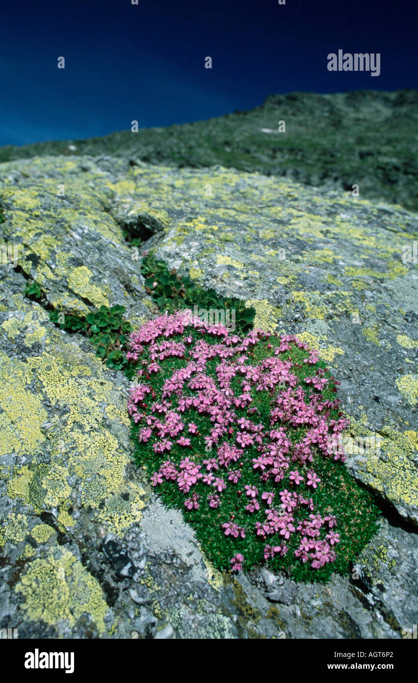 Moss campion silene acaulis blooming Banque de photographies et d ...