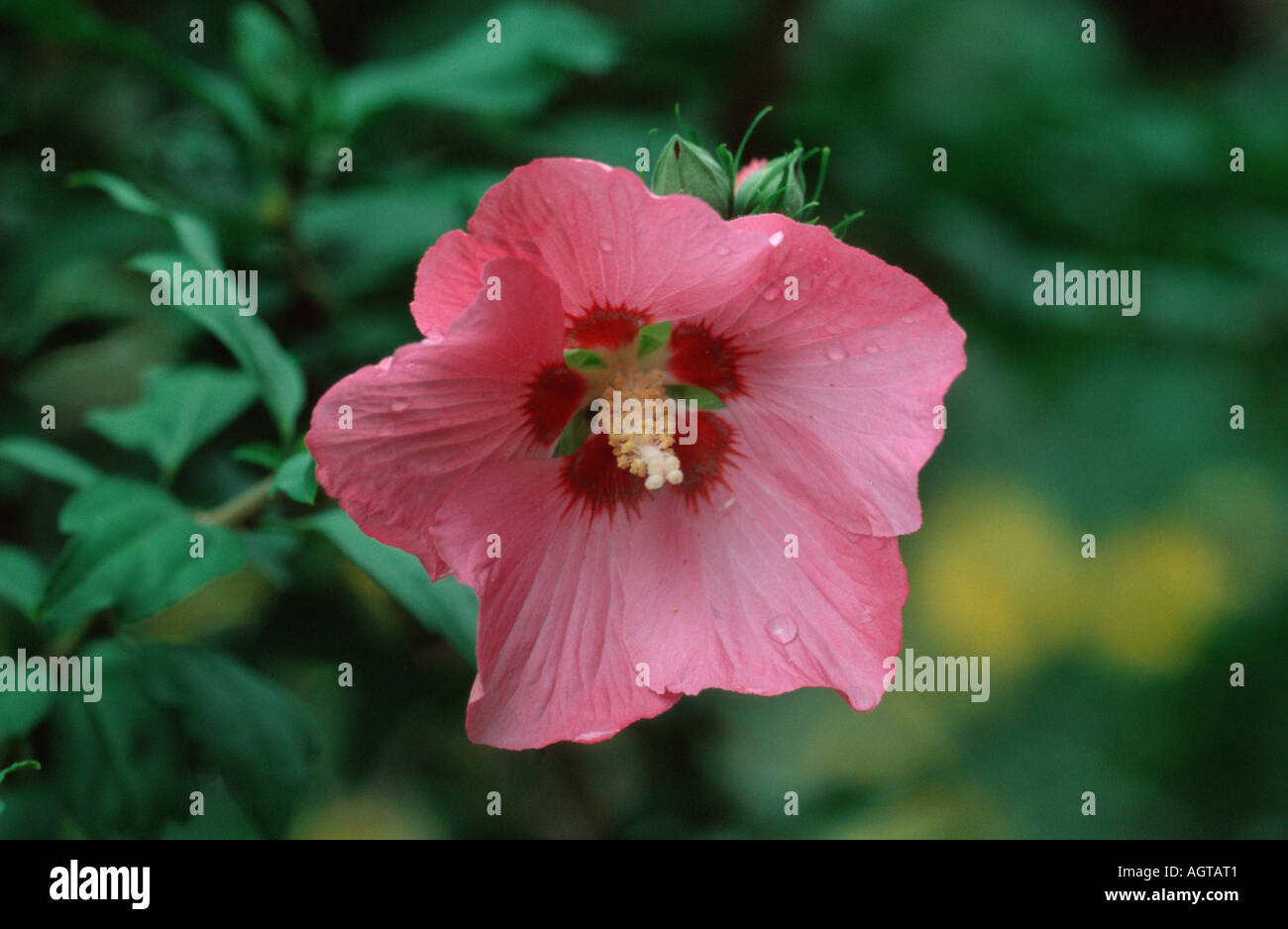 La rose de sharon Banque de photographies et d’images à haute ...