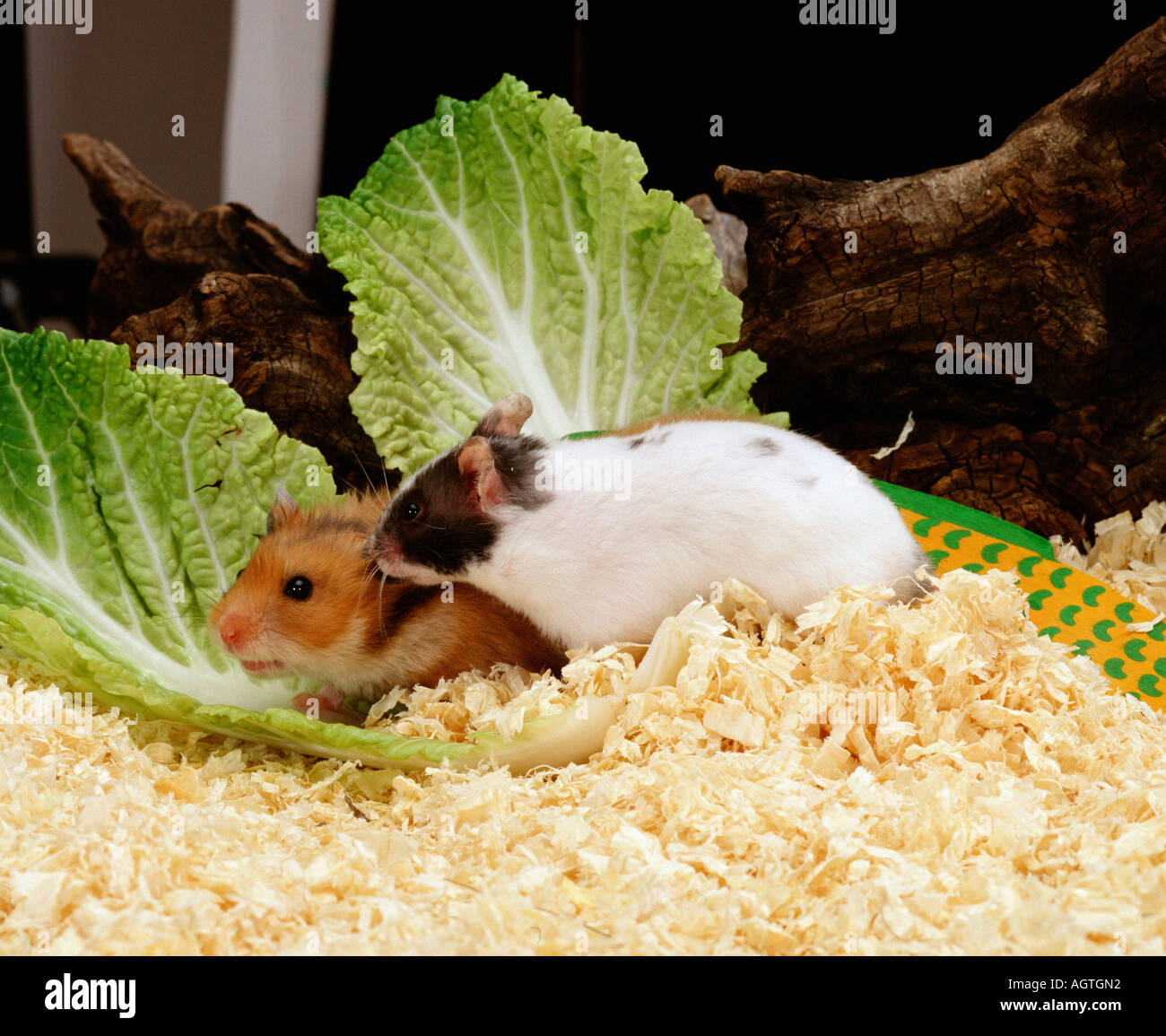 Golden hamster mesocricetus auratus standing Banque de photographies et ...