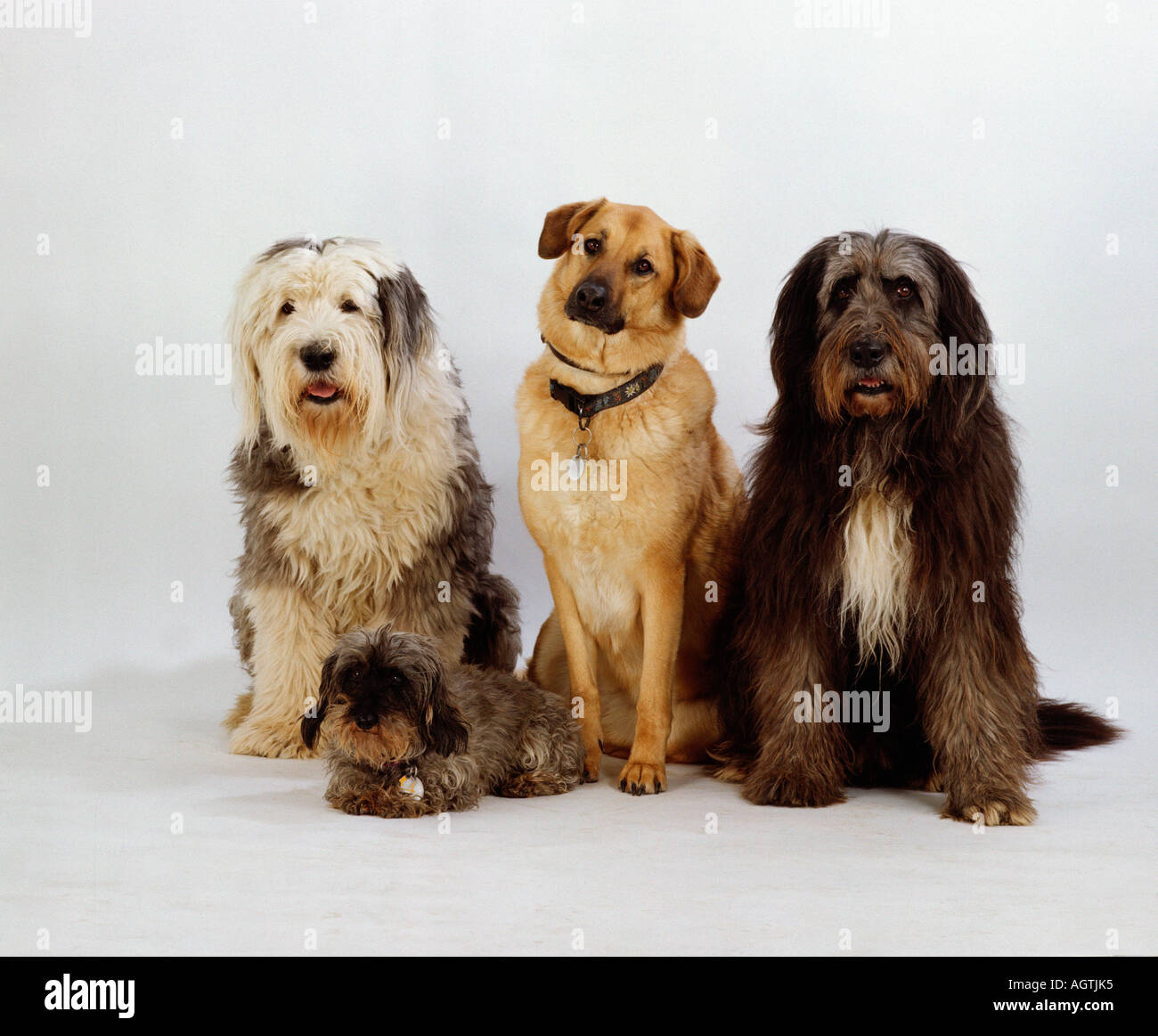 Ses chiens Banque de photographies et d’images à haute résolution - Alamy