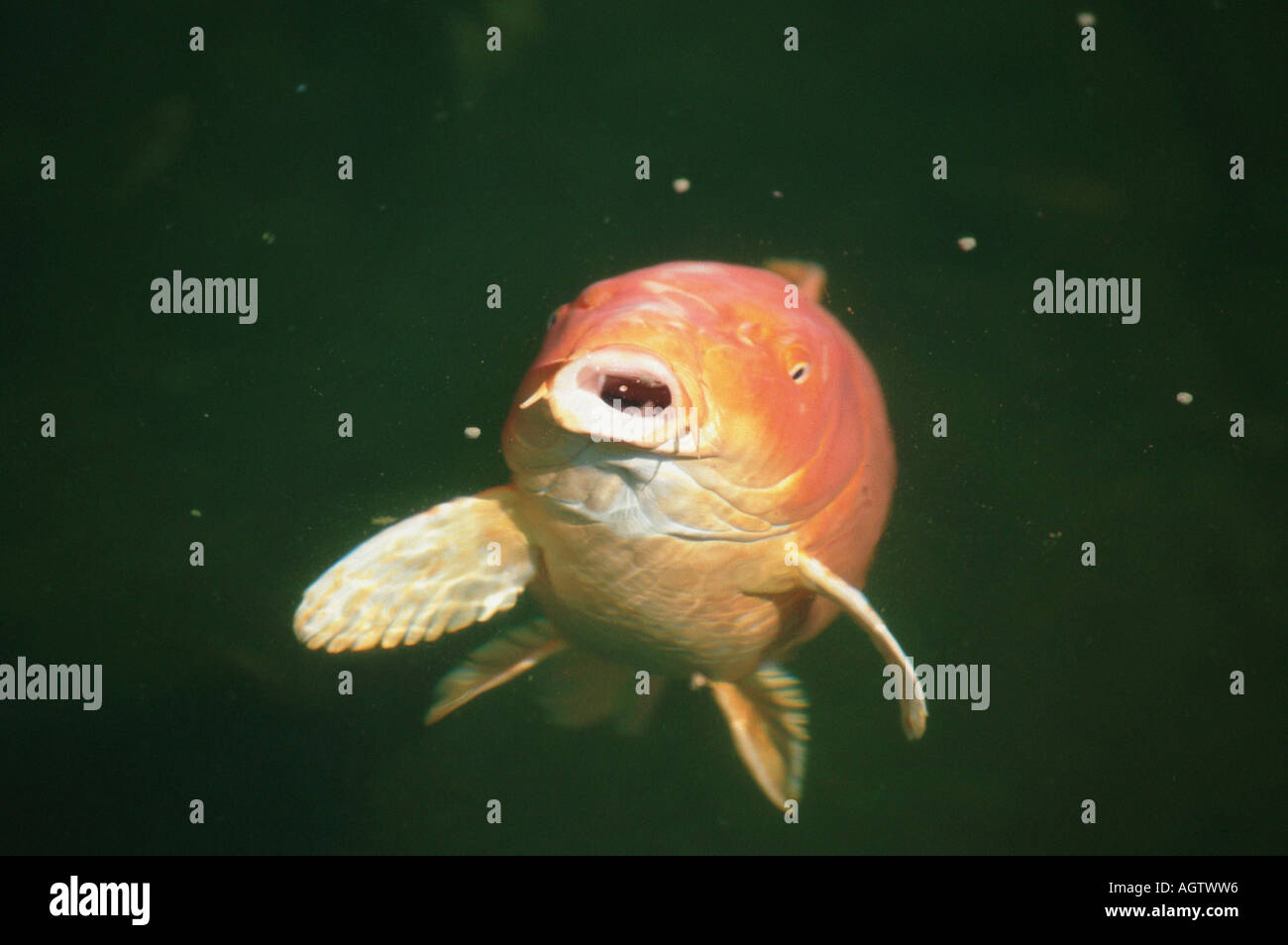 Koi kawarimono Banque de photographies et d’images à haute résolution ...