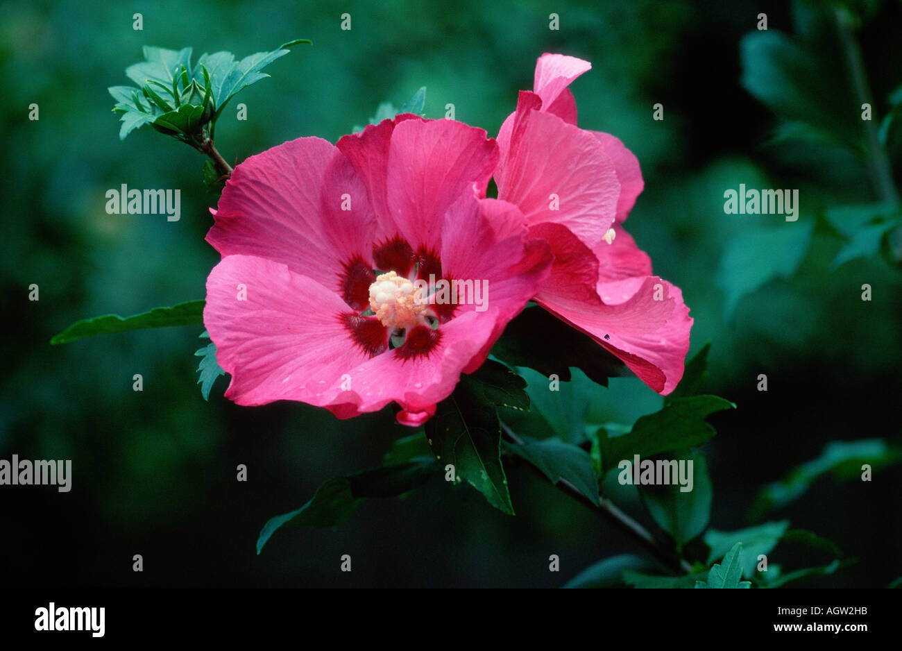 La rose de sharon Banque de photographies et d’images à haute ...
