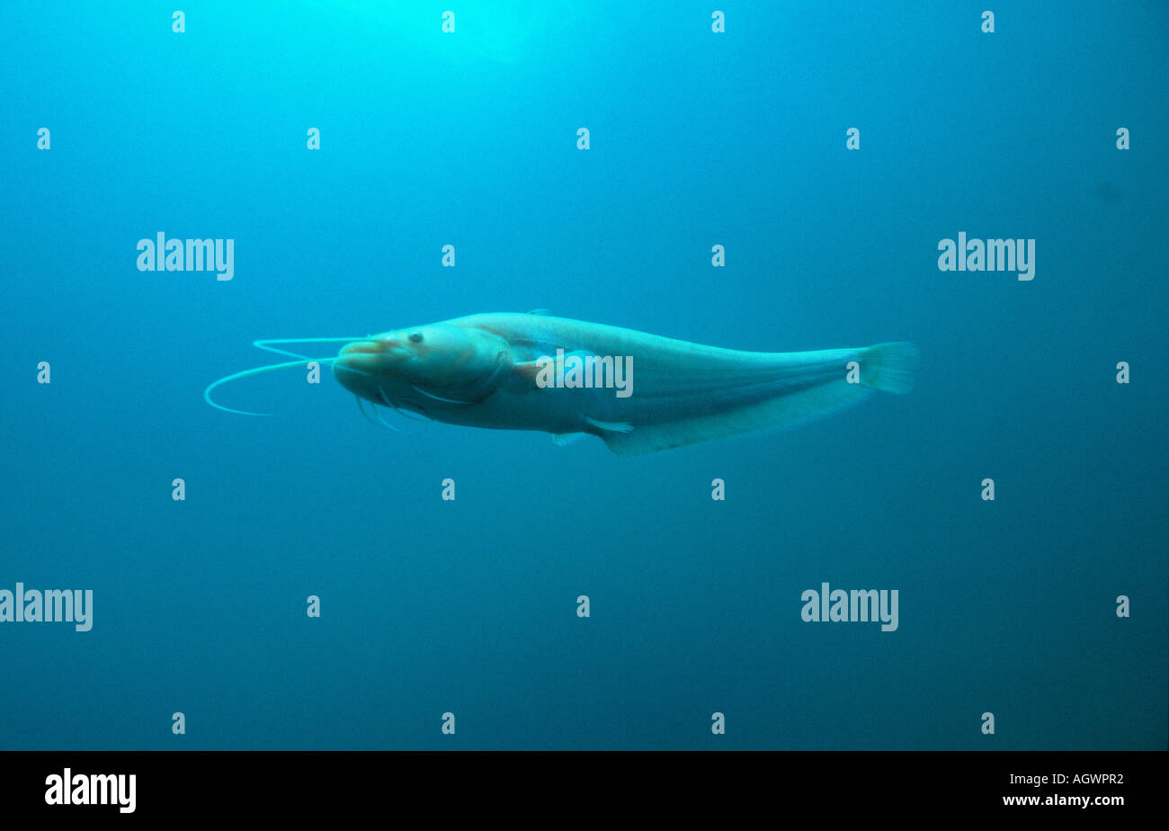 Poisson chat albino Banque de photographies et d’images à haute ...