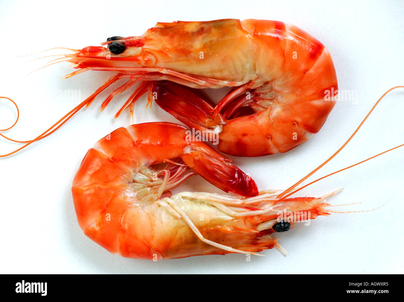 Crevettes de madagascar Banque de photographies et d’images à haute ...
