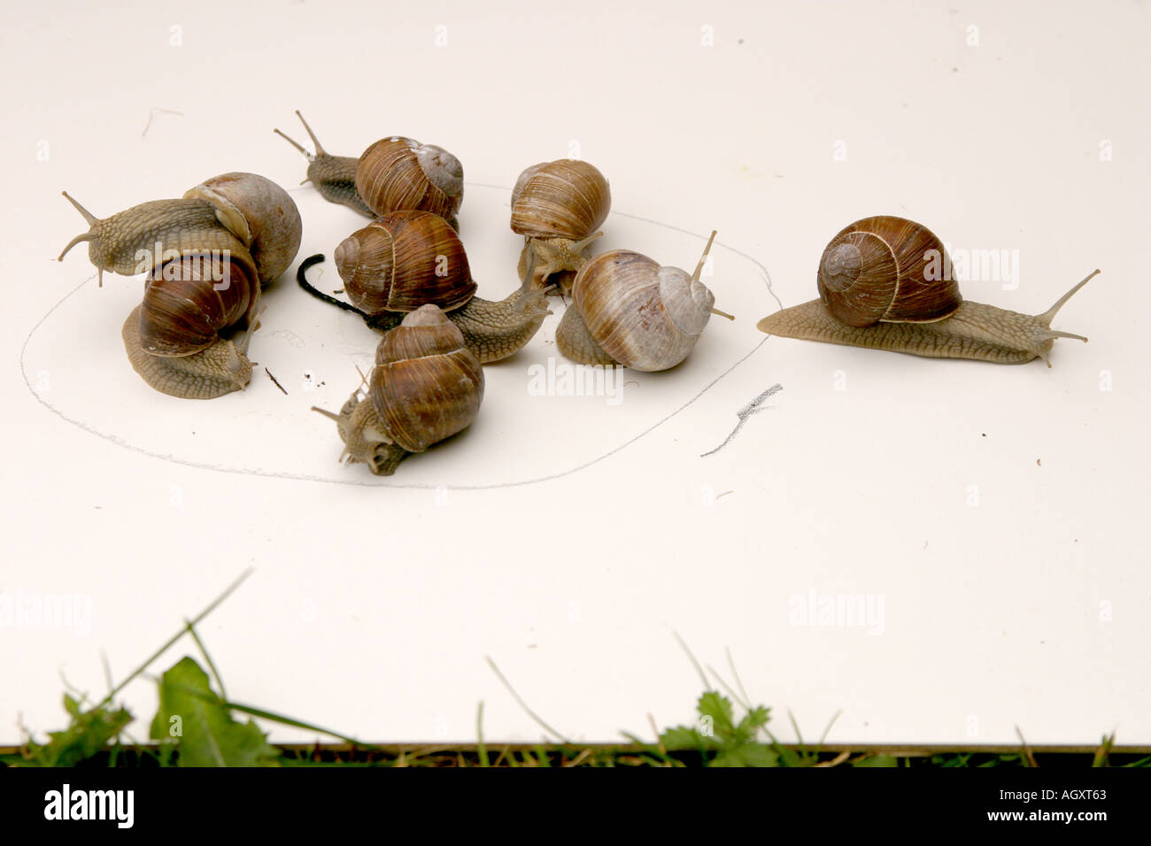 Snail Race Banque d'image et photos - Alamy